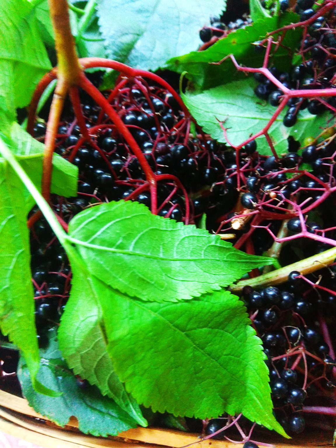 Recetas con flores y frutos de saúco. Mermelada. Vinagre. Bombones