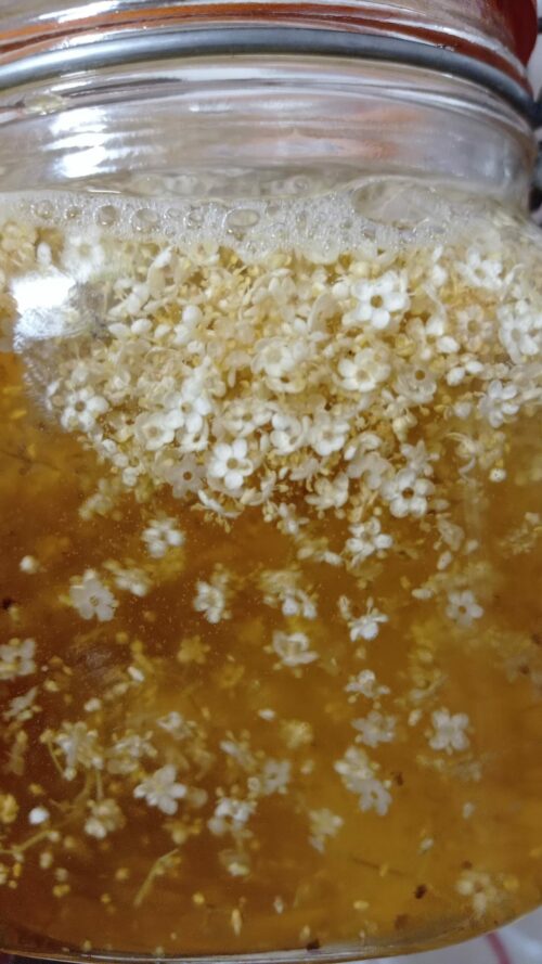 Recetas con flores y bayas de saúco SAMBUCUS 2ª parte.